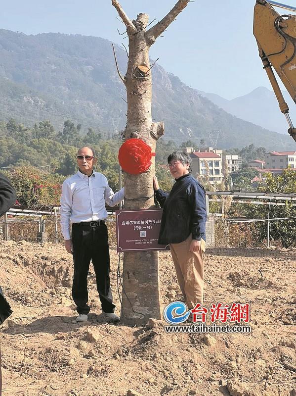10棵皮埃尔猴面包树在厦门安家 五年内种植面积将达1000亩